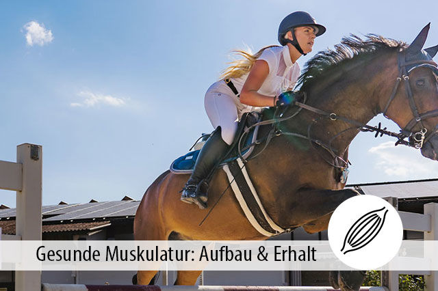 Muskelaufbau beim Pferd: Auf das Training und Futter kommt es an